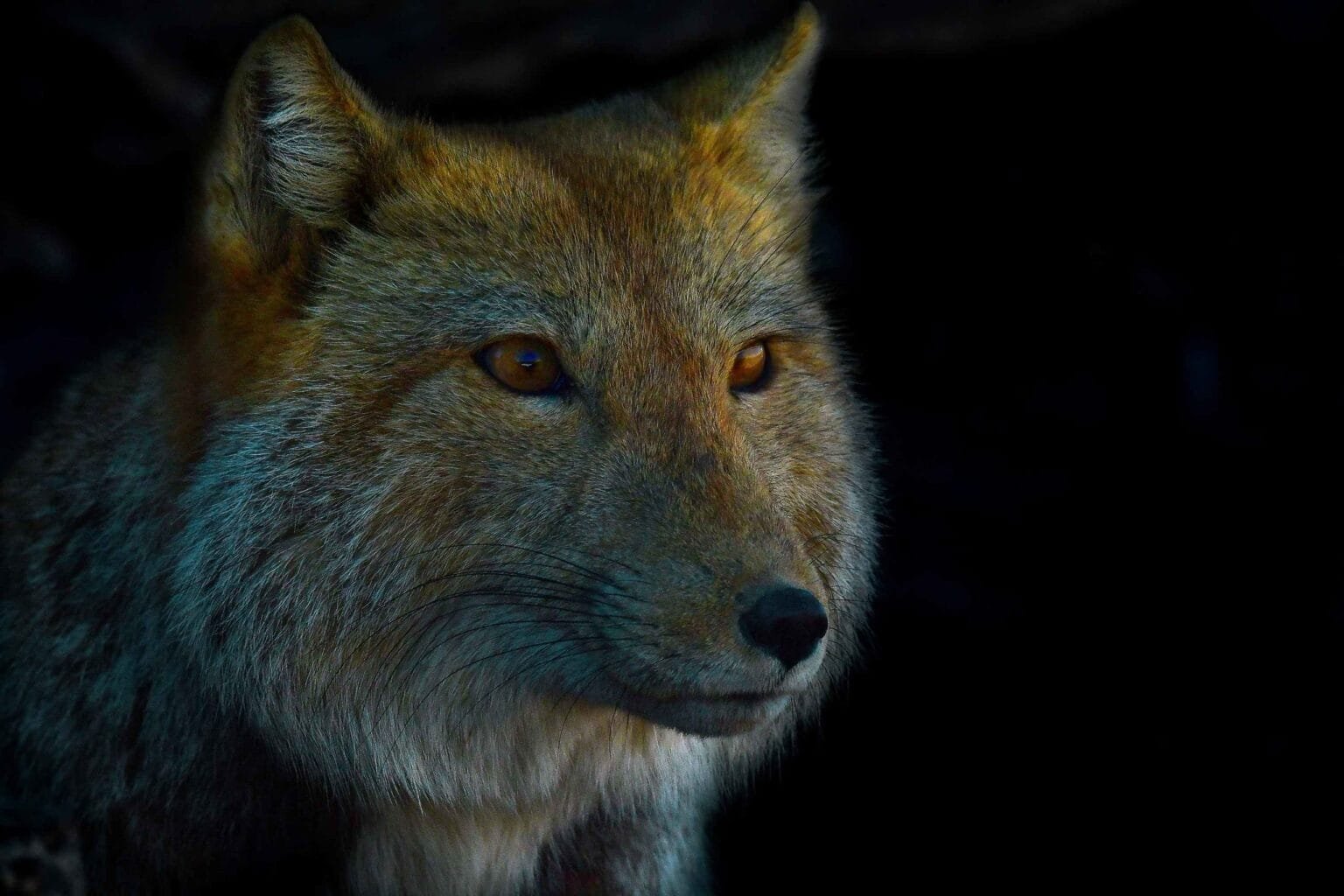 The Tibetan Fox: A Unique Resident Of The High Tibetan Plateau - Tibet Tour